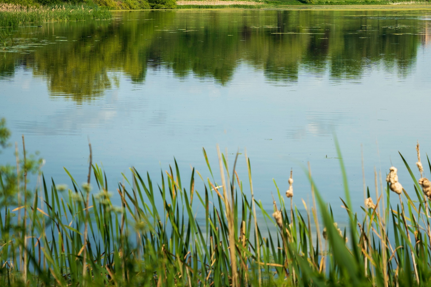 Baggerseeromantik am Fasaneriesee | Mit Vergnügen München