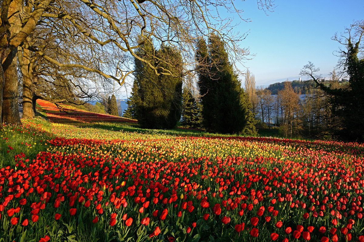 Blumen bewundern auf der Insel Mainau | Mit Vergnügen München